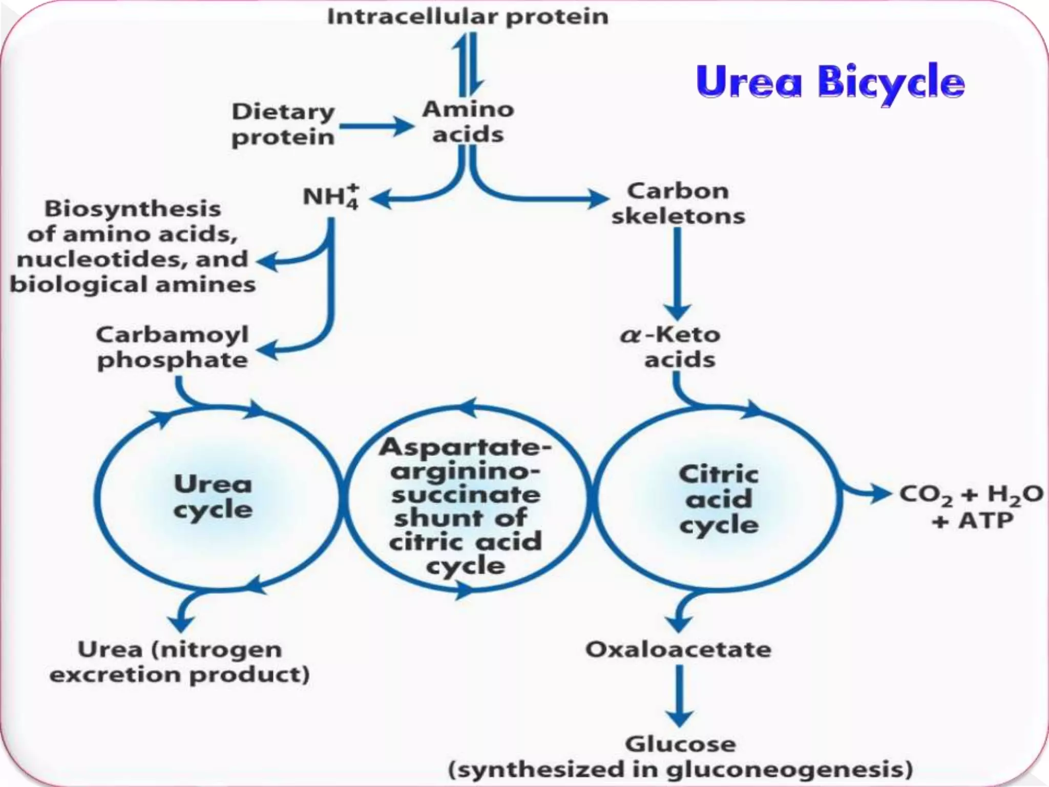 UREA CYCLE | PPTX