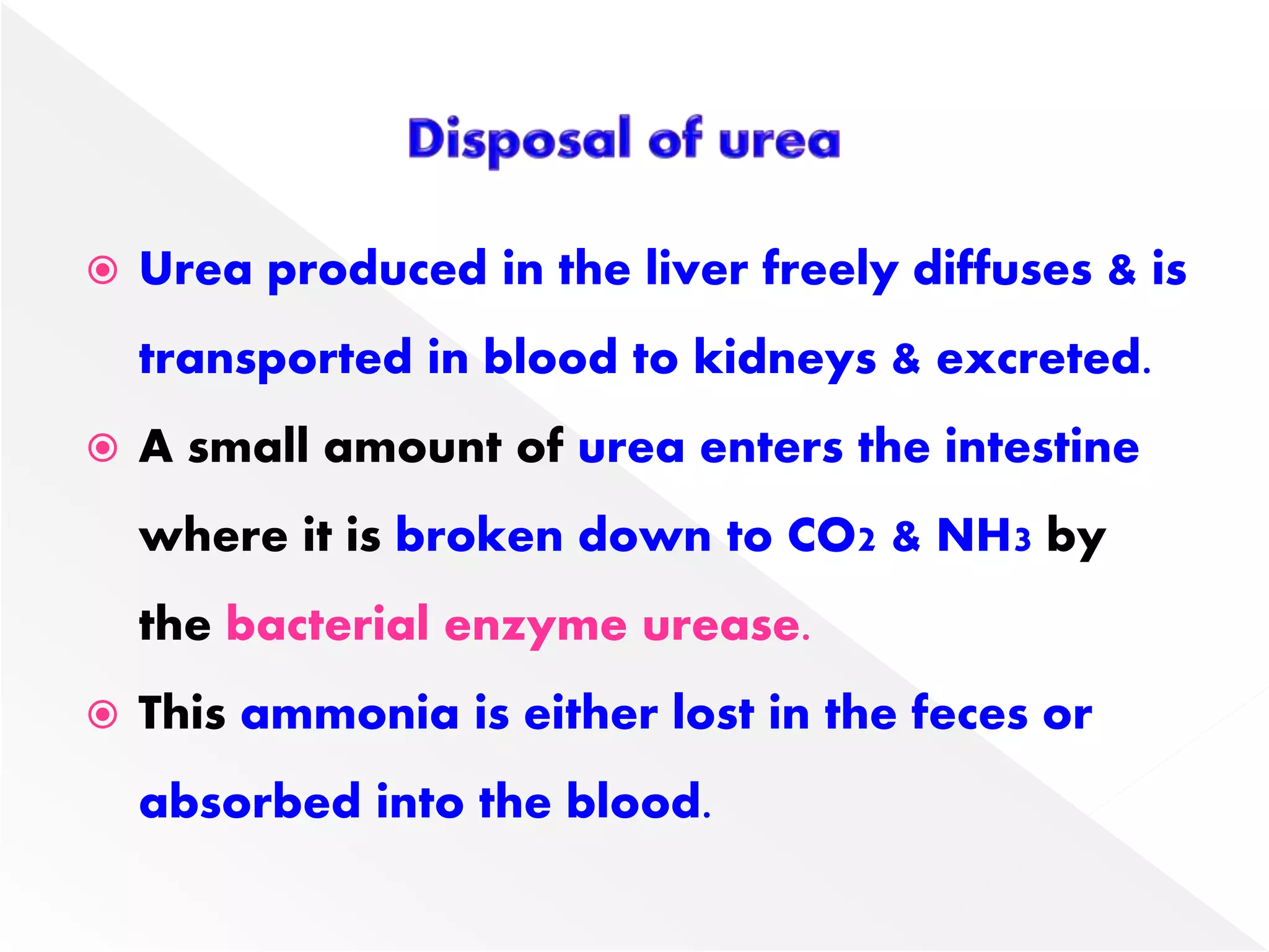 UREA CYCLE | PPTX