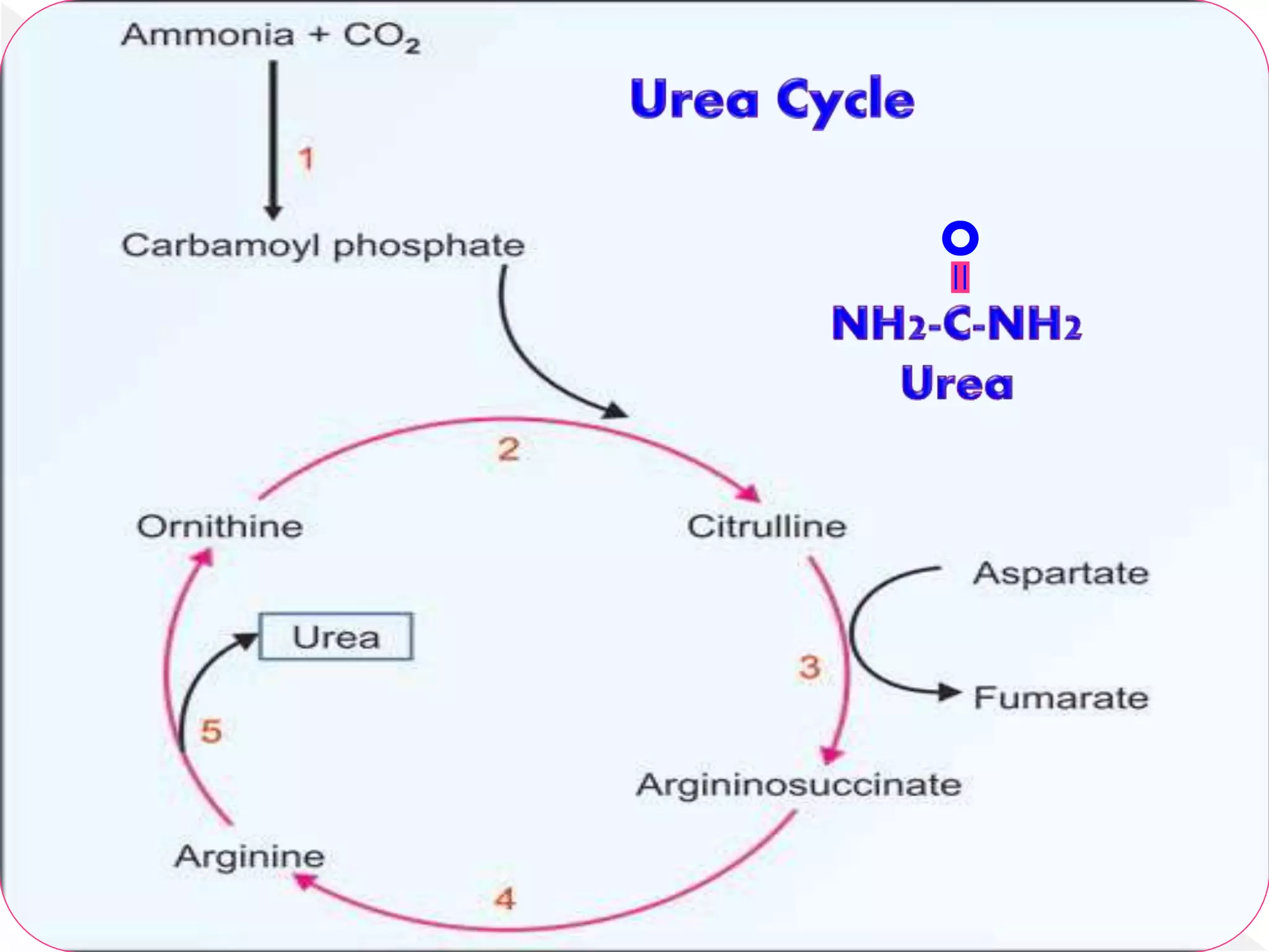 UREA CYCLE | PPTX
