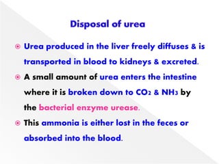 UREA CYCLE | PPT
