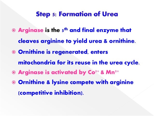 Urea Cycle