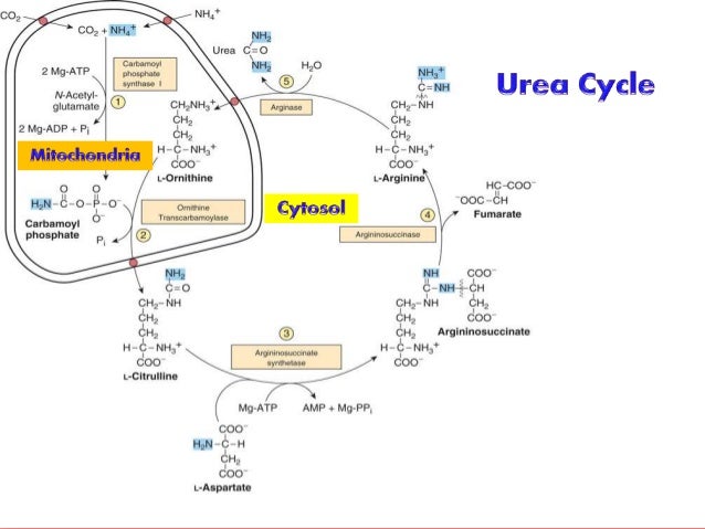 UREA CYCLE