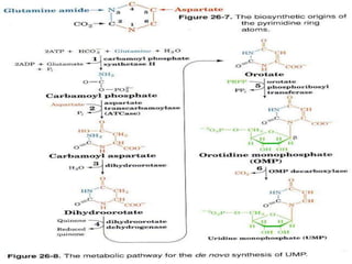 Pyrimidine Synthesis