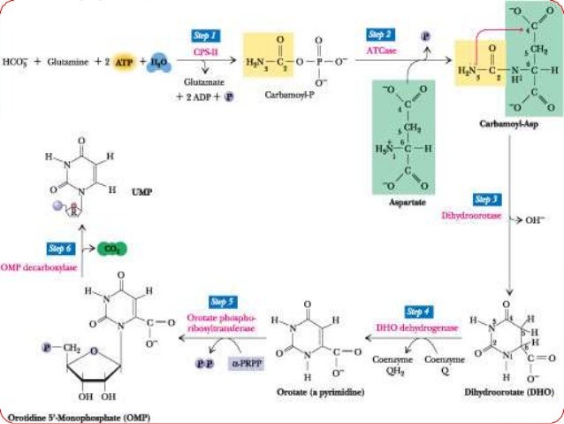 Pyrimidine Synthesis Pathway