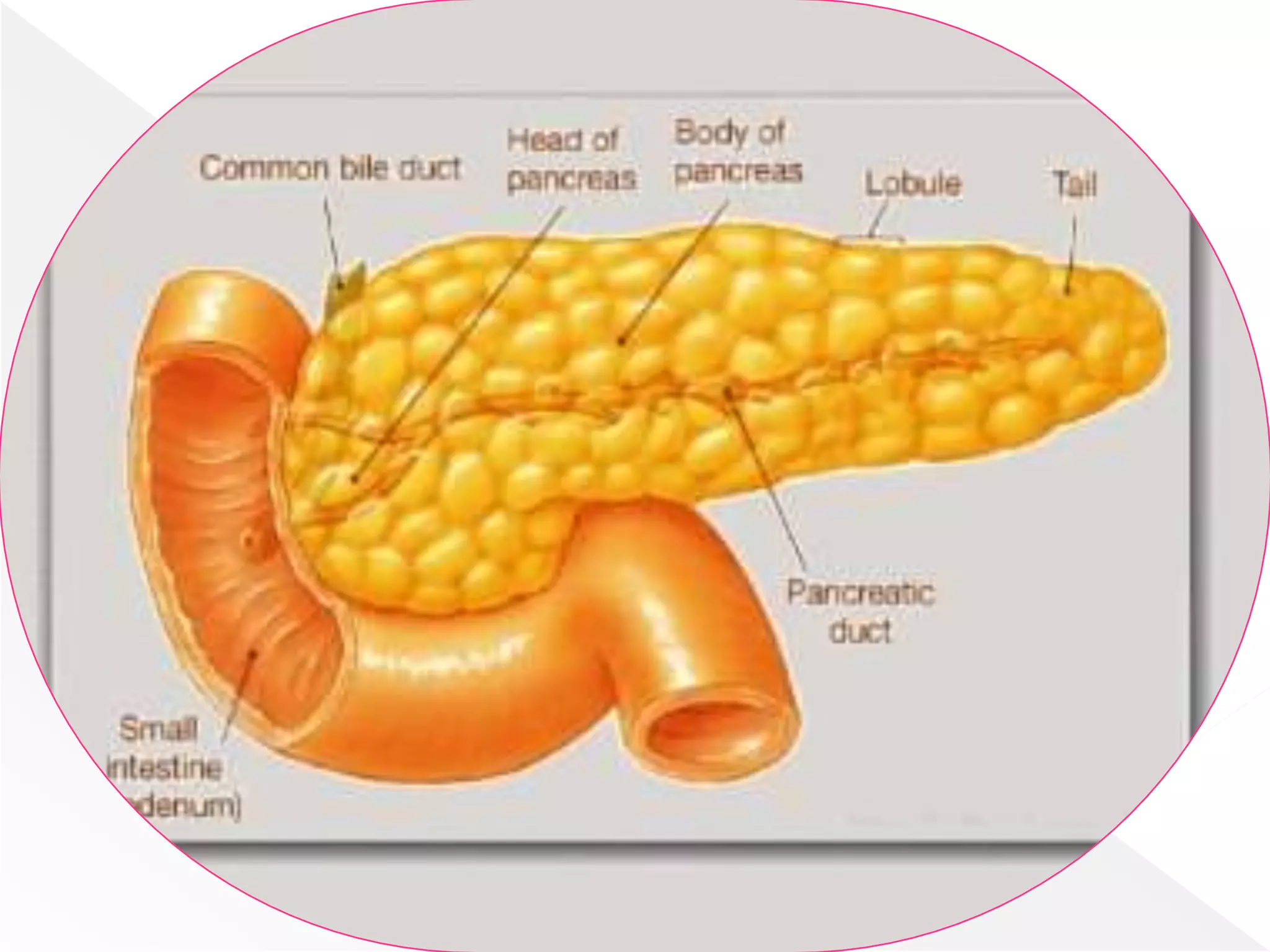PANCREATIC FUNCTION TESTS | PPTX
