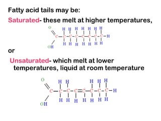 3. lipids | PPT