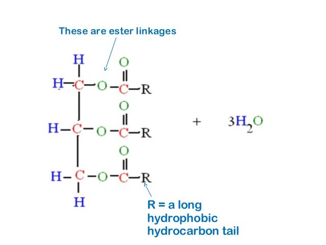 3. lipids