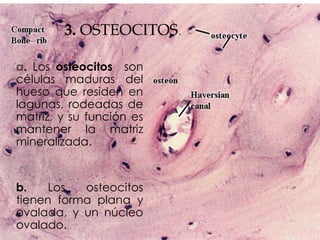 Osteocitos En Lagunas