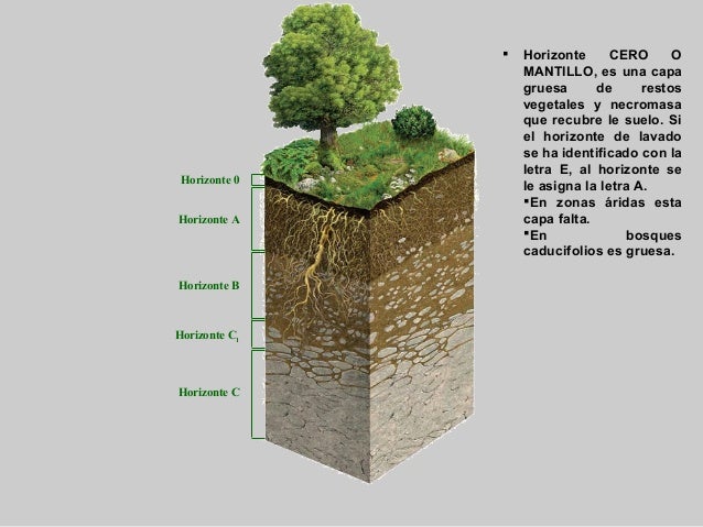3.4. el sistema edáfico