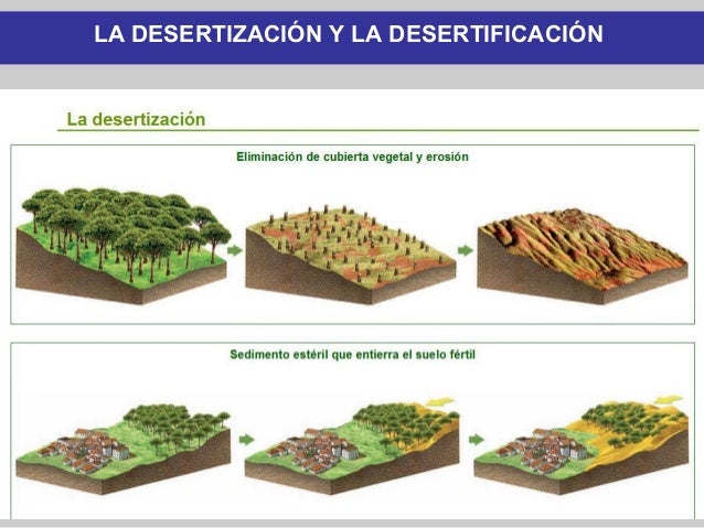 3.4. el sistema edáfico