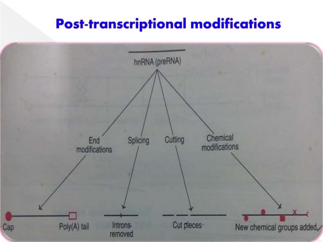 TRANSCRIPTION & POST-TRANSCRIPTIONAL MODIFICATIONS | PPTX
