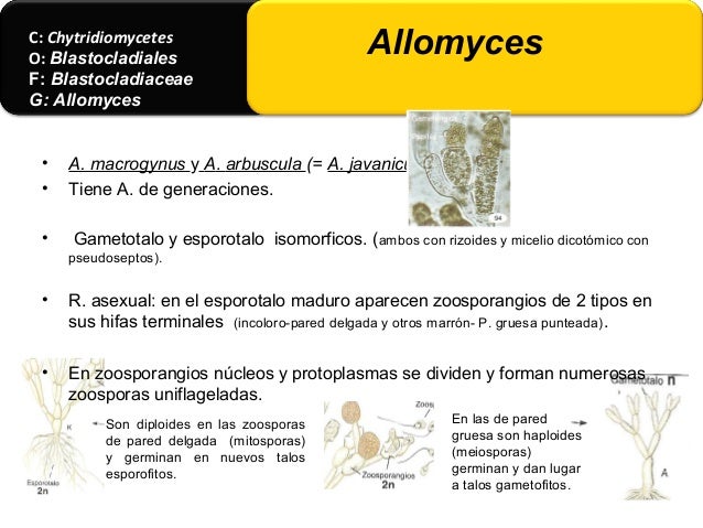 Biologia de mastigomycota y chitridiomycetes