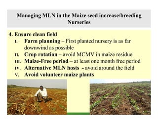 MLN Workshop: Agronomic management of maize lethal necrosis -- S Mugo ...