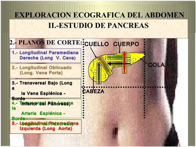 3. pancreas