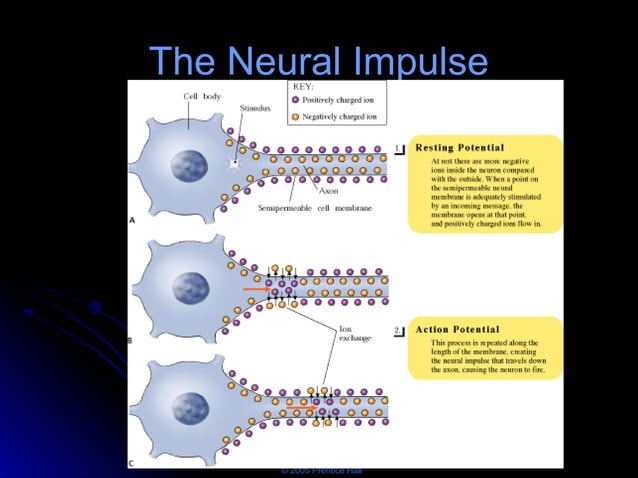 3. biological foundations of behavior | PPT