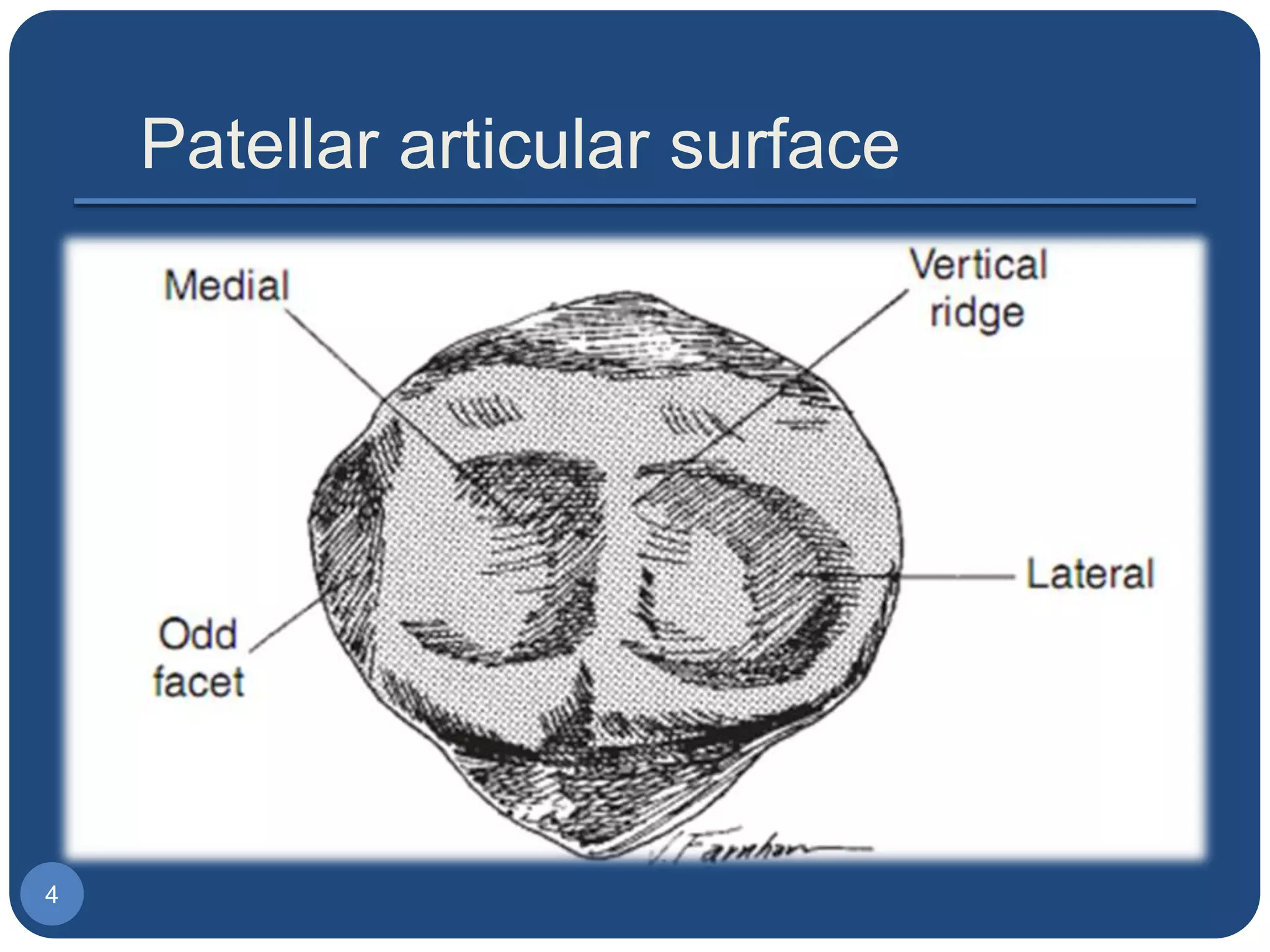3. biomechanics of Patellofemoral joint | PPTX
