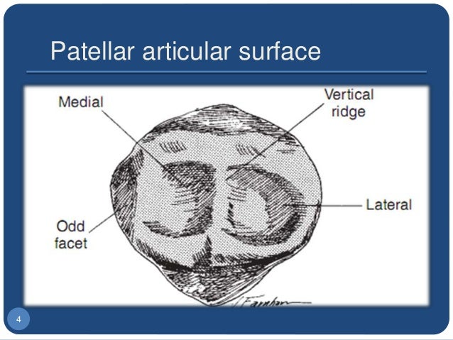 3. biomechanics of Patellofemoral joint