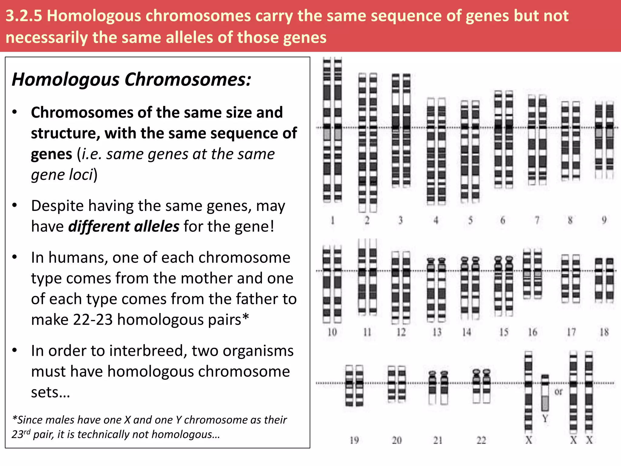 IB Biology 3.2 Slides: Chromosomes | PPTX