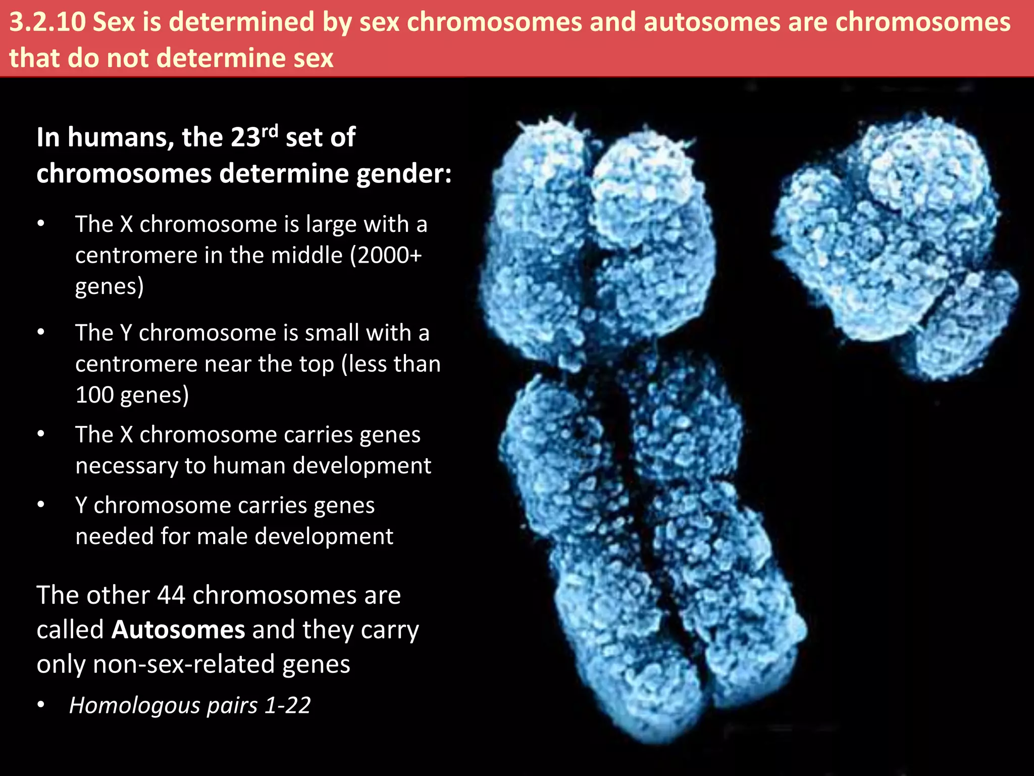 IB Biology 3.2 Slides: Chromosomes | PPTX