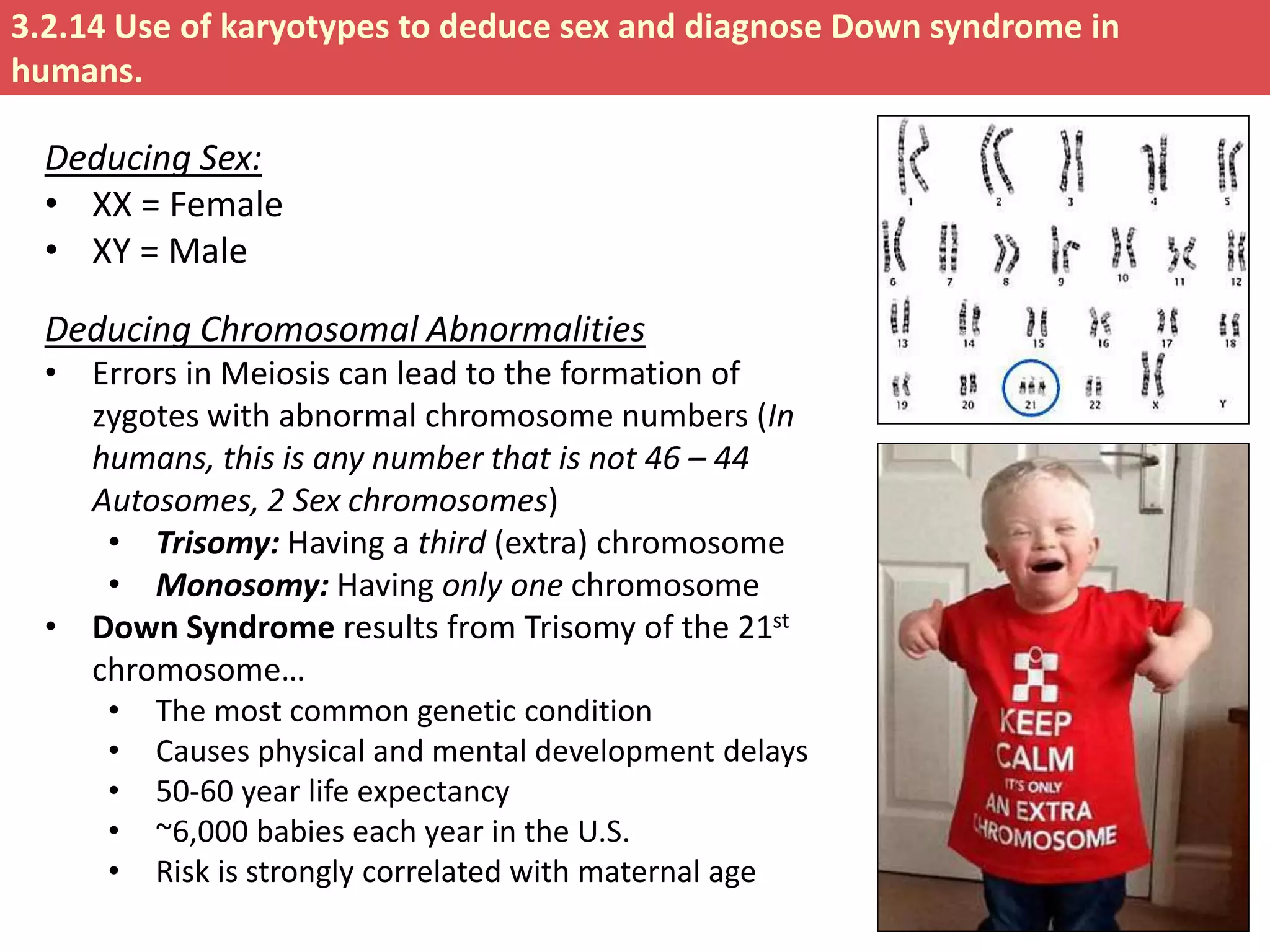 IB Biology 3.2 Slides: Chromosomes | PPTX