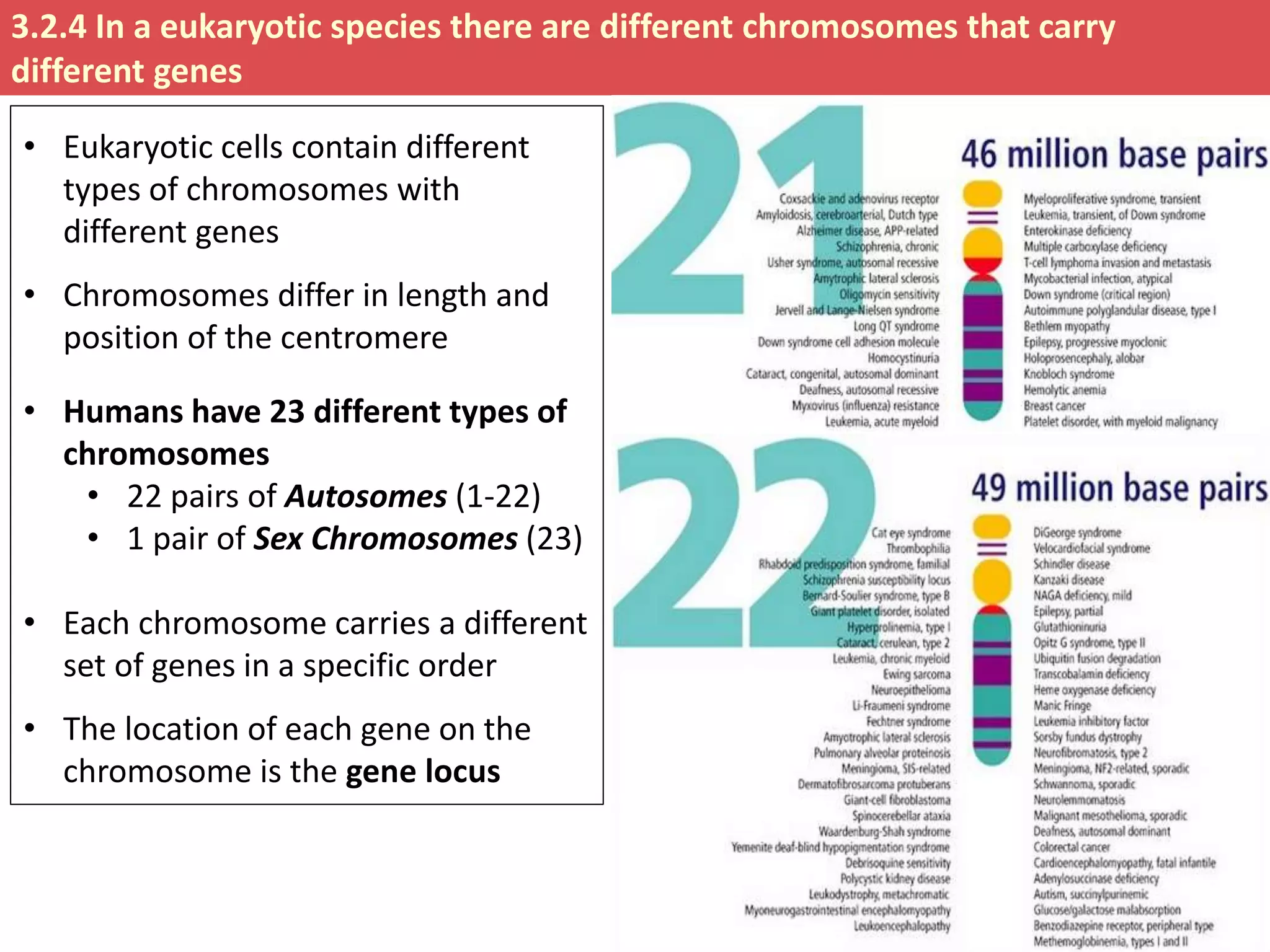 IB Biology 3.2 Slides: Chromosomes | PPTX