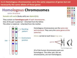 Homologous Chromosomes Alleles