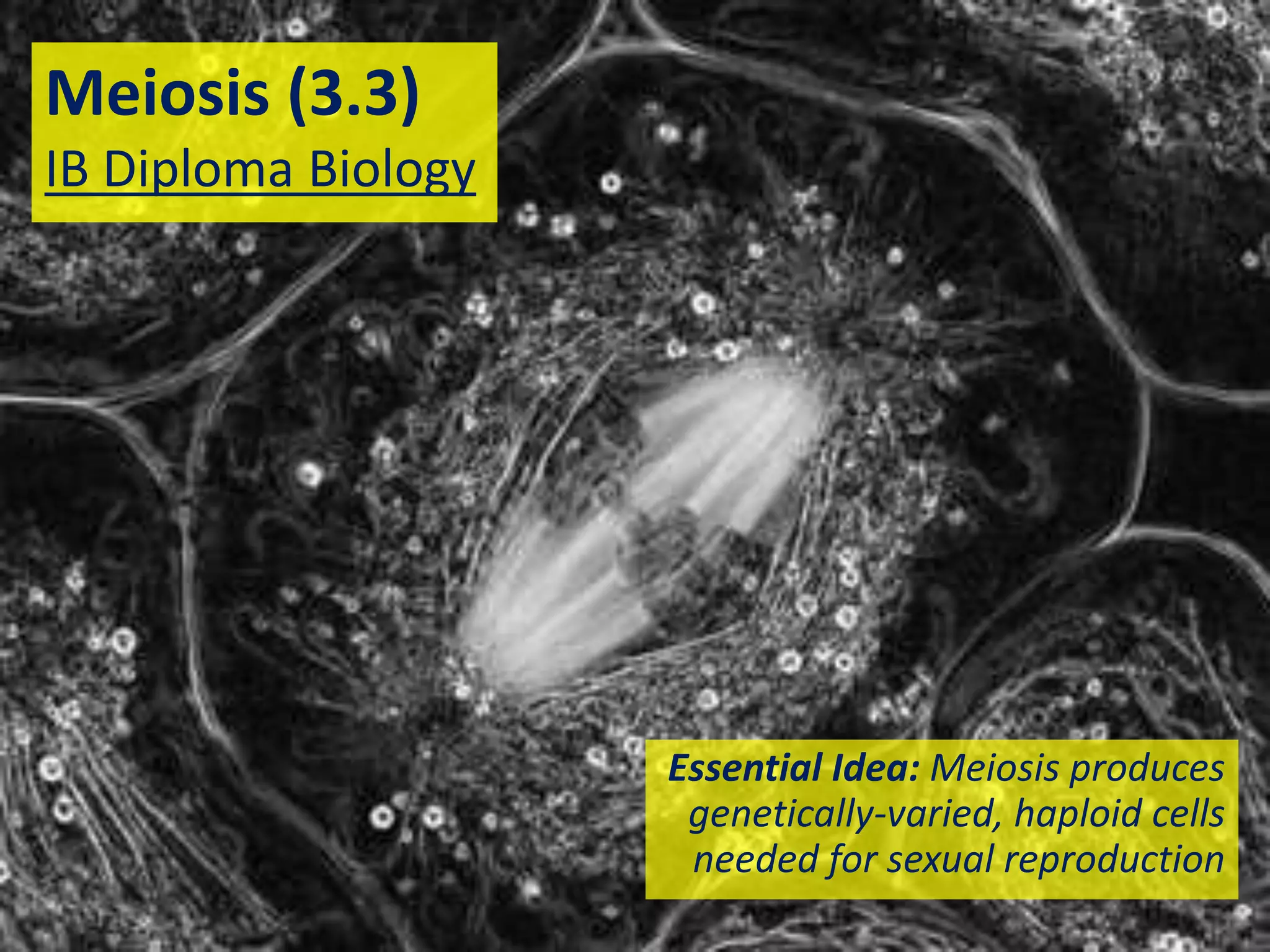 IB Biology 3.3 Slides: Meiosis | PPTX