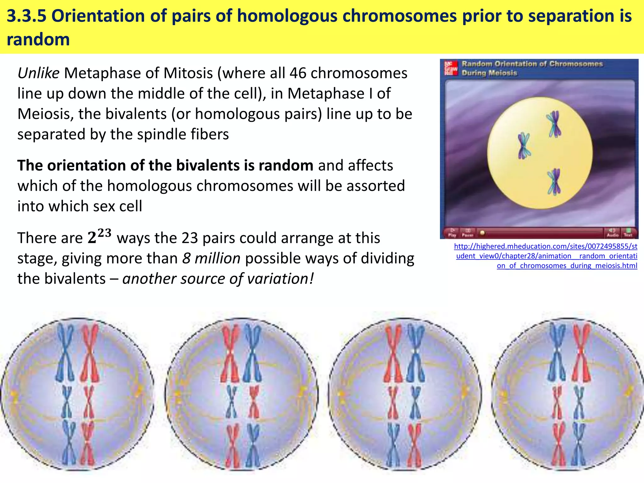 IB Biology 3.3 Slides: Meiosis | PPTX