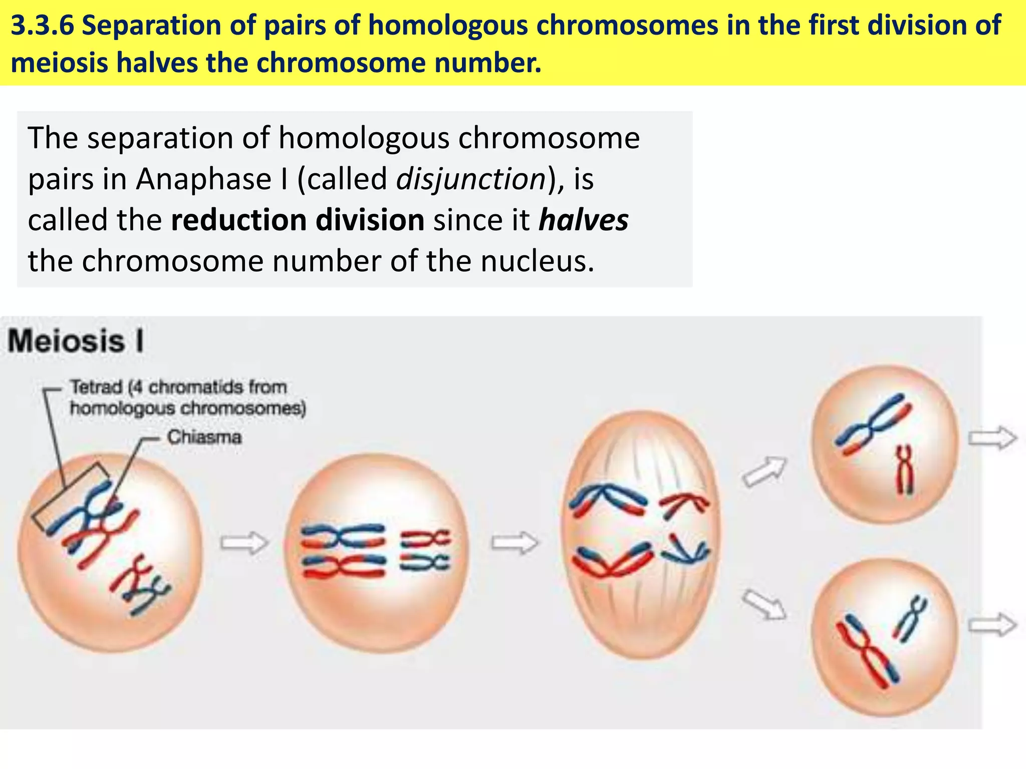 IB Biology 3.3 Slides: Meiosis | PPTX