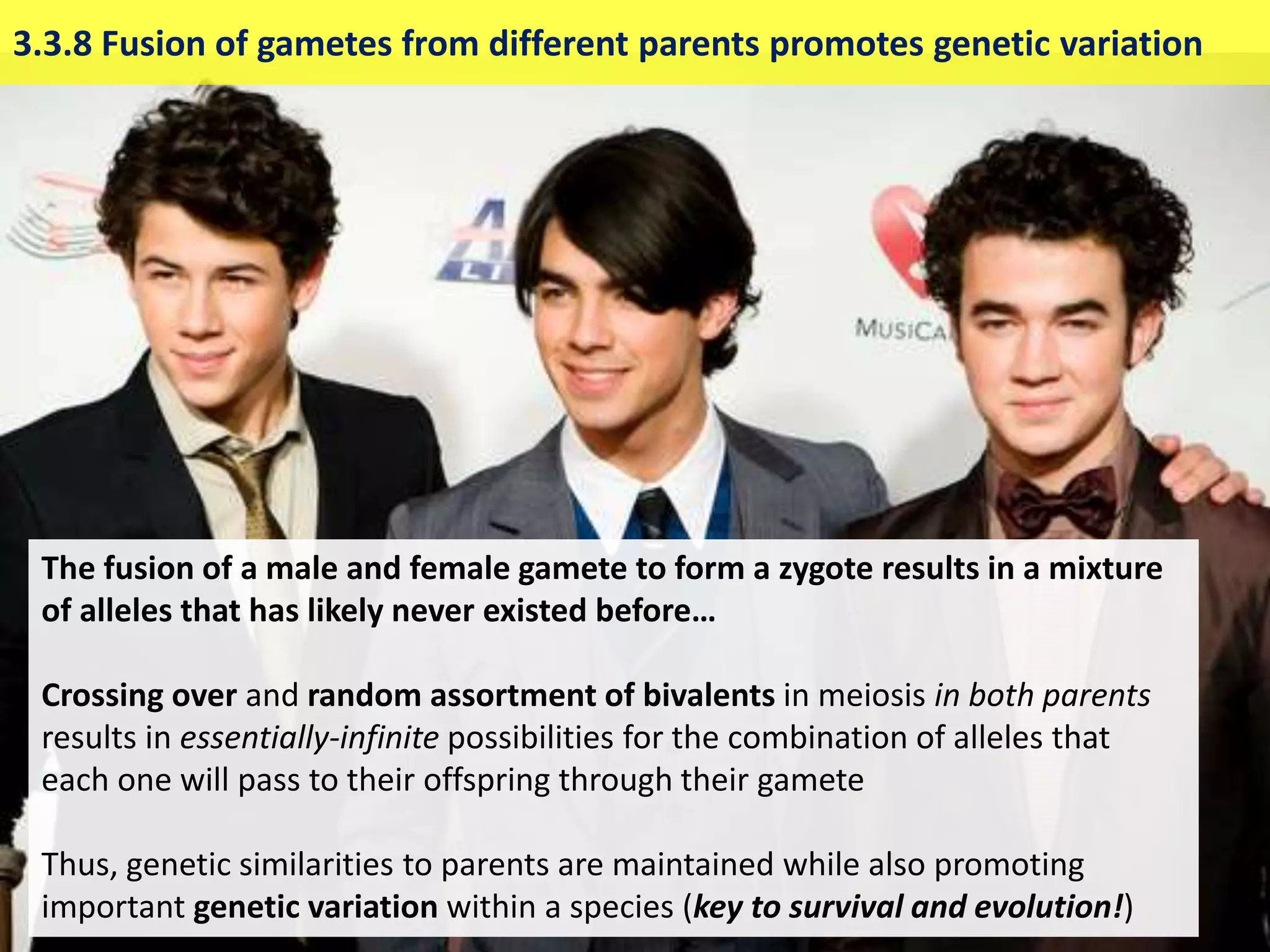 IB Biology 3.3 Slides: Meiosis | PPTX
