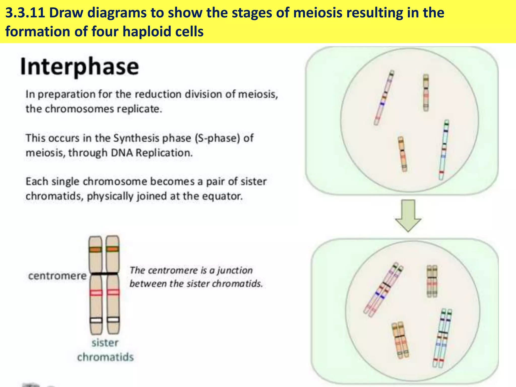 IB Biology 3.3 Slides: Meiosis | PPTX