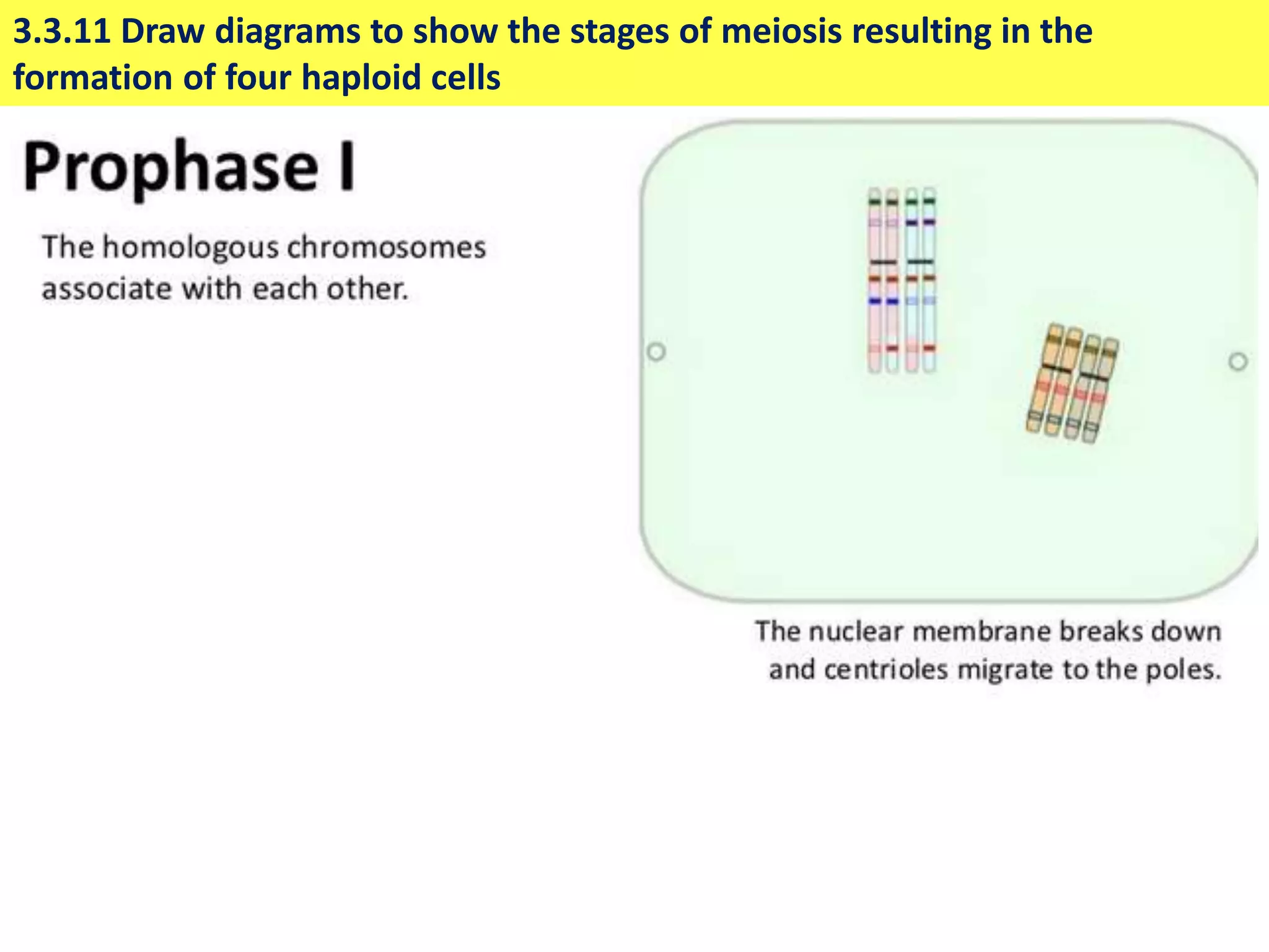 IB Biology 3.3 Slides: Meiosis | PPTX