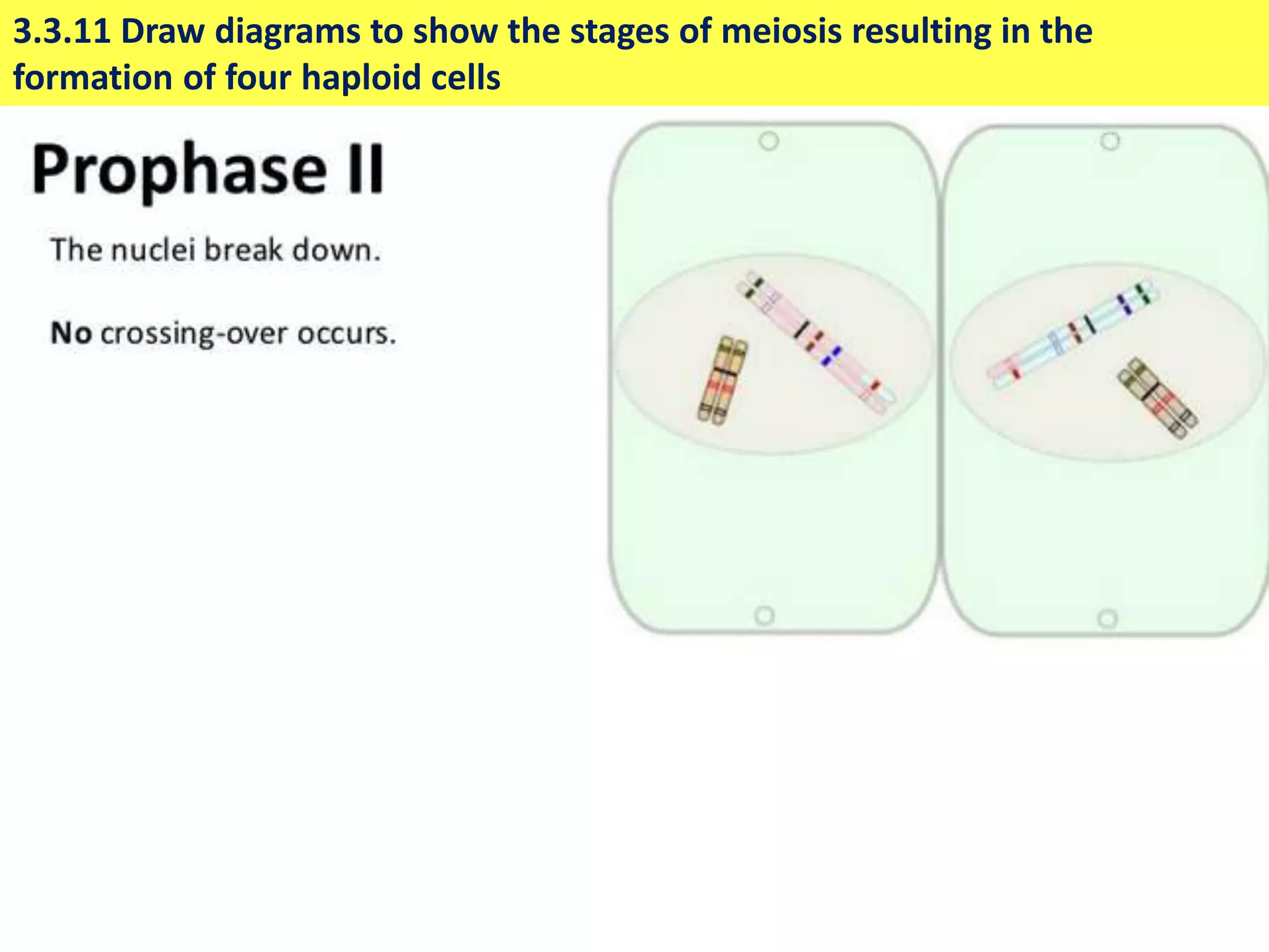 IB Biology 3.3 Slides: Meiosis | PPTX