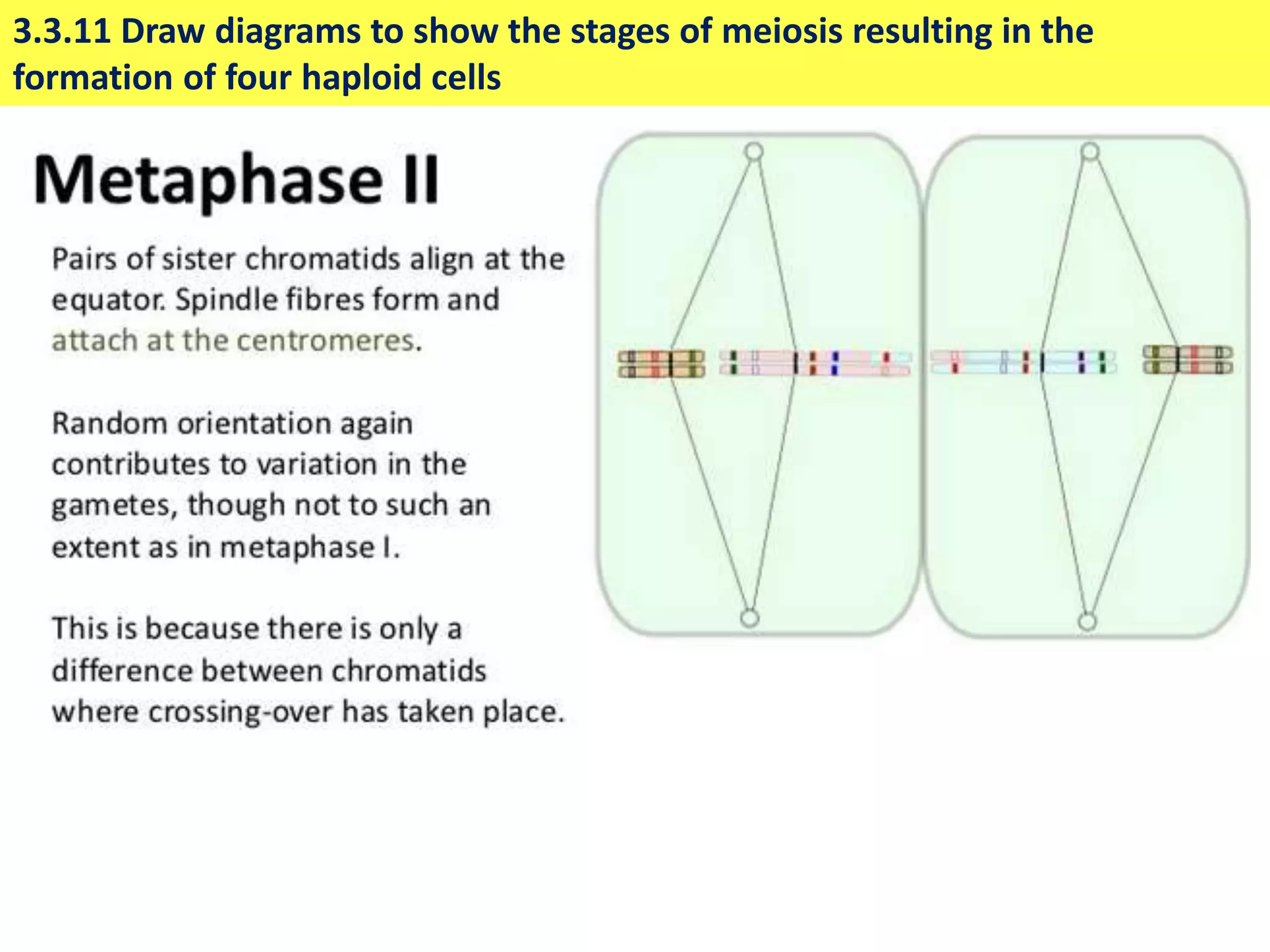 IB Biology 3.3 Slides: Meiosis | PPTX