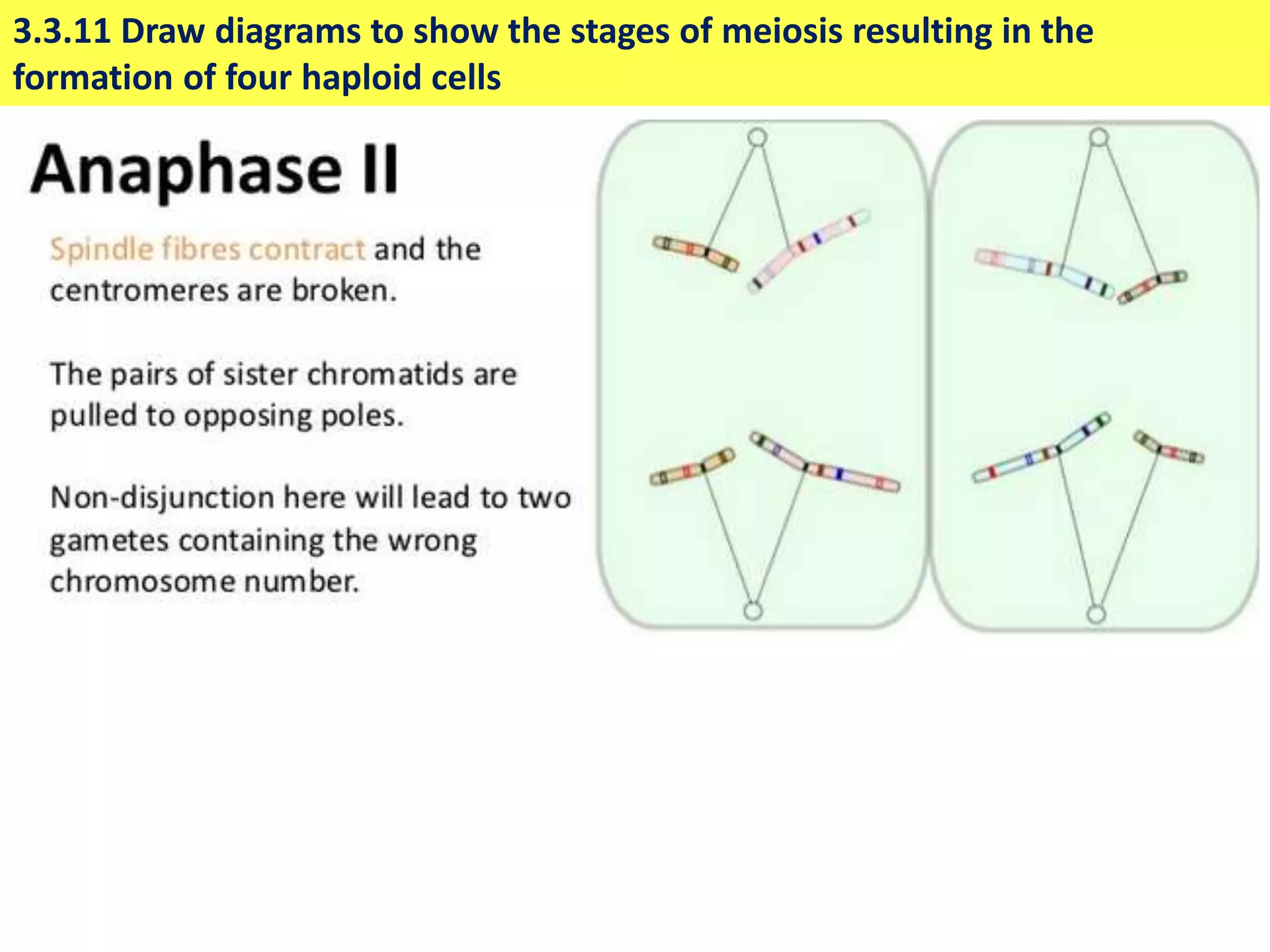 IB Biology 3.3 Slides: Meiosis | PPTX