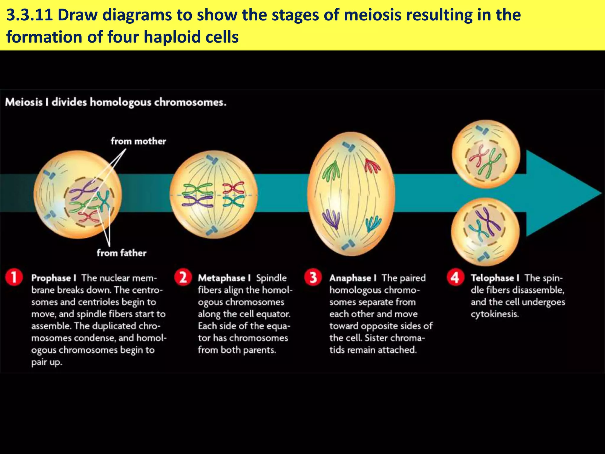 IB Biology 3.3 Slides: Meiosis | PPTX