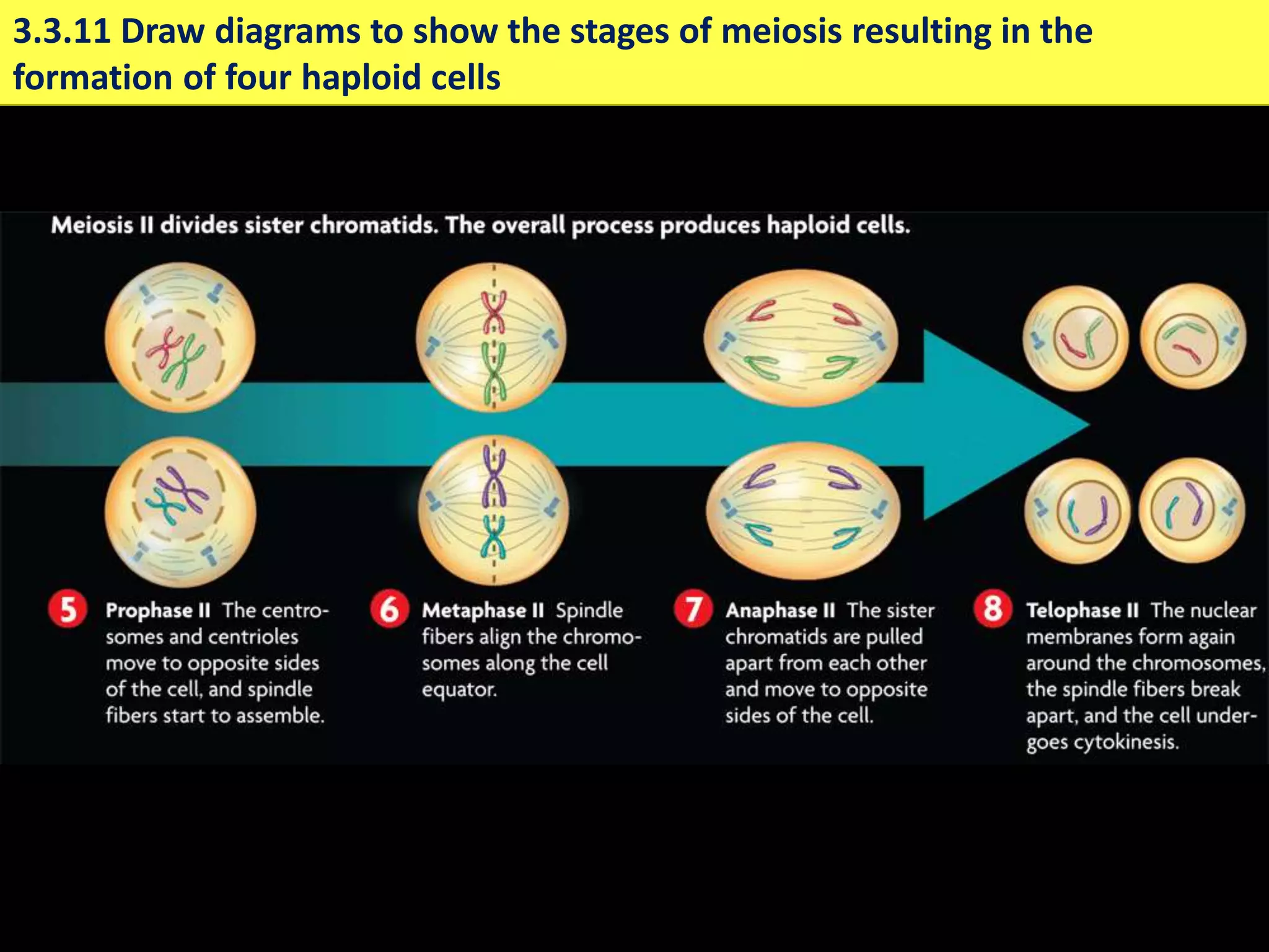 IB Biology 3.3 Slides: Meiosis | PPTX