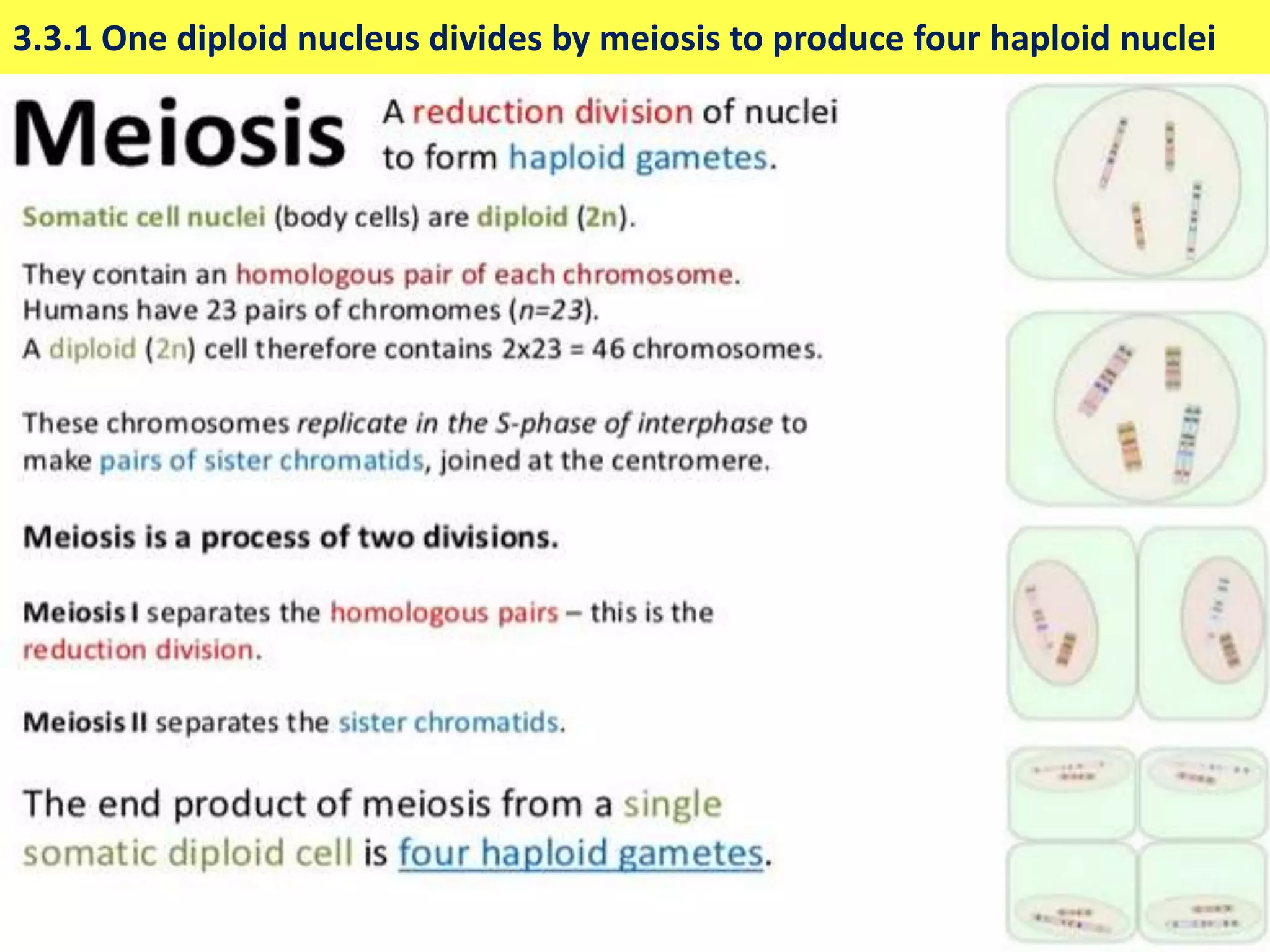 IB Biology 3.3 Slides: Meiosis | PPTX
