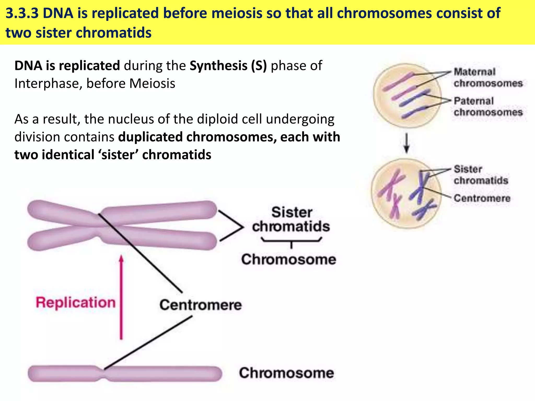 IB Biology 3.3 Slides: Meiosis | PPTX