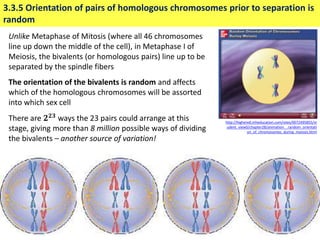 IB Biology 3.3 Slides: Meiosis | PPTX