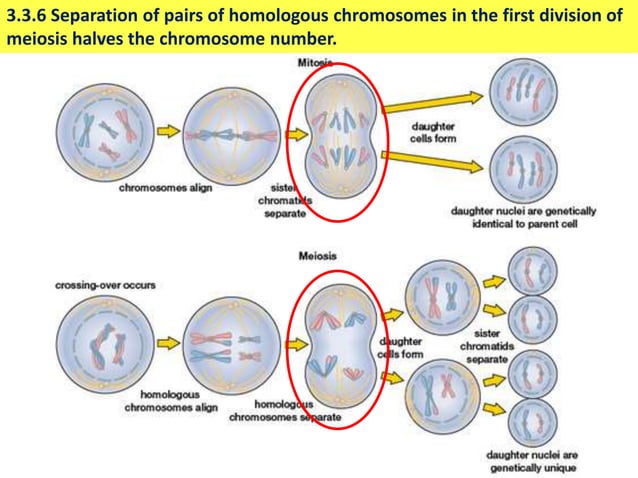 IB Biology 3.3 Slides: Meiosis | PPTX