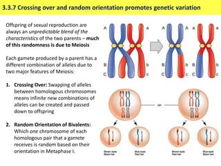 IB Biology 3.3 Slides: Meiosis | PPTX