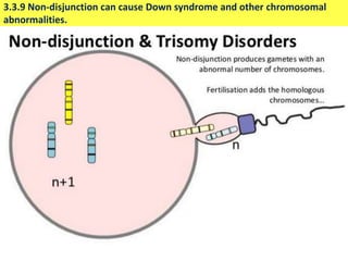 IB Biology 3.3 Slides: Meiosis | PPTX