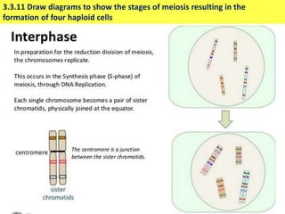 IB Biology 3.3 Slides: Meiosis | PPTX