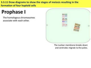 IB Biology 3.3 Slides: Meiosis | PPTX