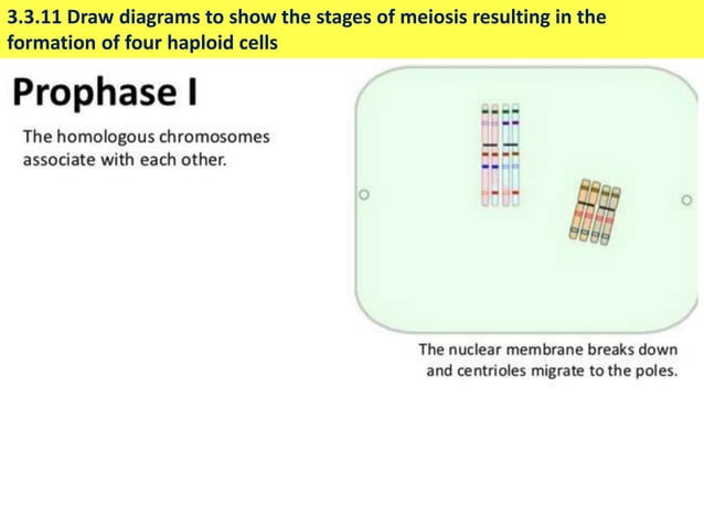 IB Biology 3.3 Slides: Meiosis | PPTX