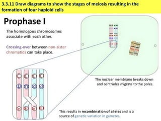 IB Biology 3.3 Slides: Meiosis | PPTX