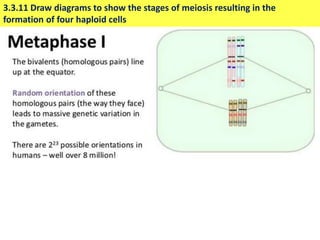 IB Biology 3.3 Slides: Meiosis | PPTX