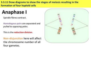 IB Biology 3.3 Slides: Meiosis | PPTX