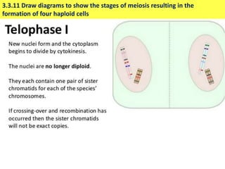 IB Biology 3.3 Slides: Meiosis | PPTX